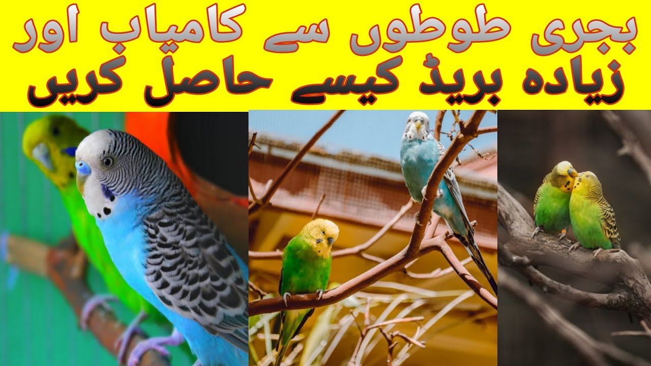Australian Bajri Parrots Breeding Progress 2023 | Bahawalpur Birds ...