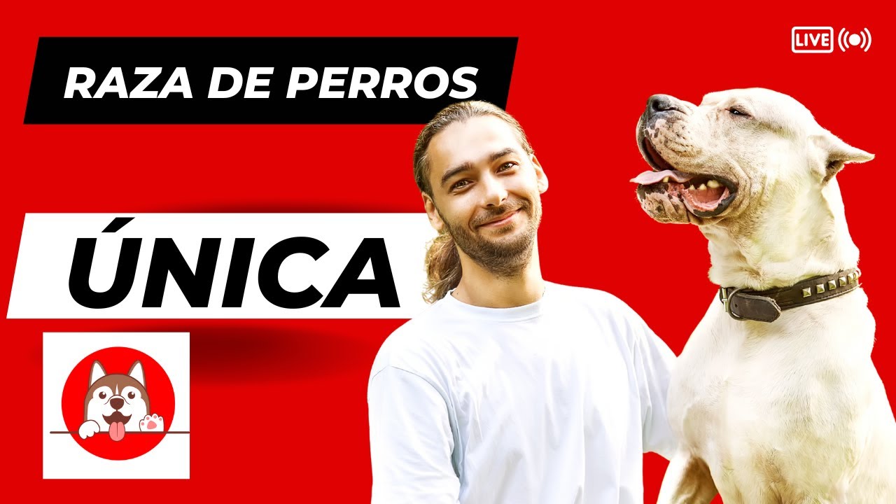 AR DOGO ARGENTINO | Por que crearon al poderoso dogo argentino # ...