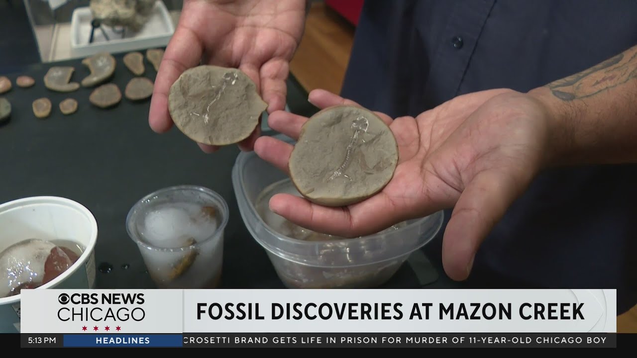 Field Museum shares fossil discoveries from Mazon Creek in Illinois ...