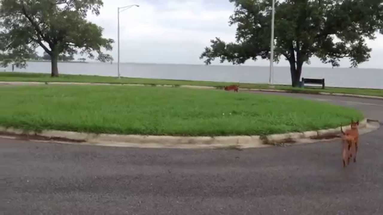 Kelb-Tal-Fenek (Pharaoh Hound) ready to go home after their run - YouTube