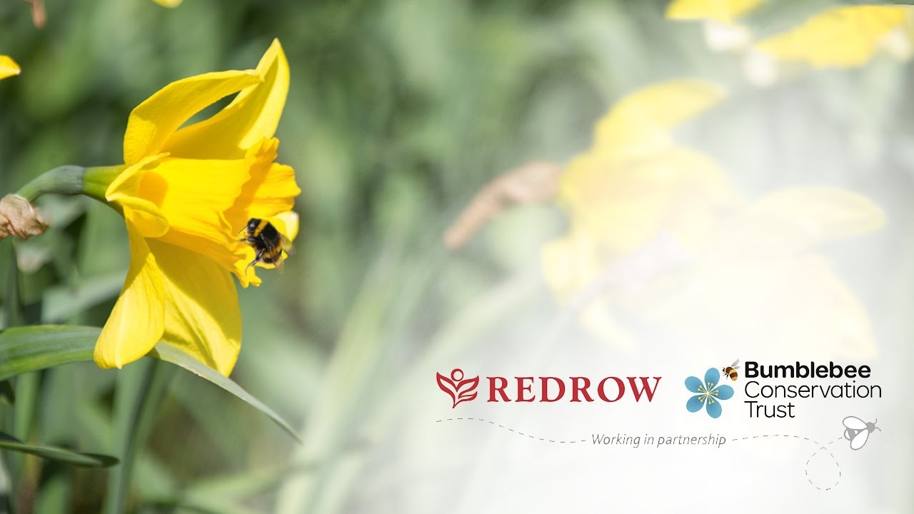 Working in Partnership with the Bumblebee Conservation Trust - YouTube
