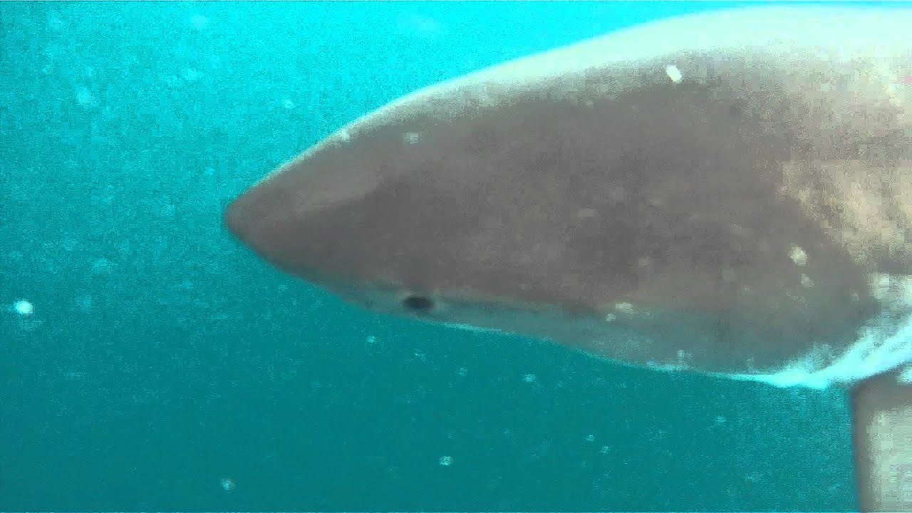 Great White Shark Up Close - YouTube