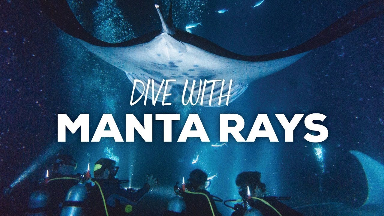 Kona Manta Night Dive - YouTube