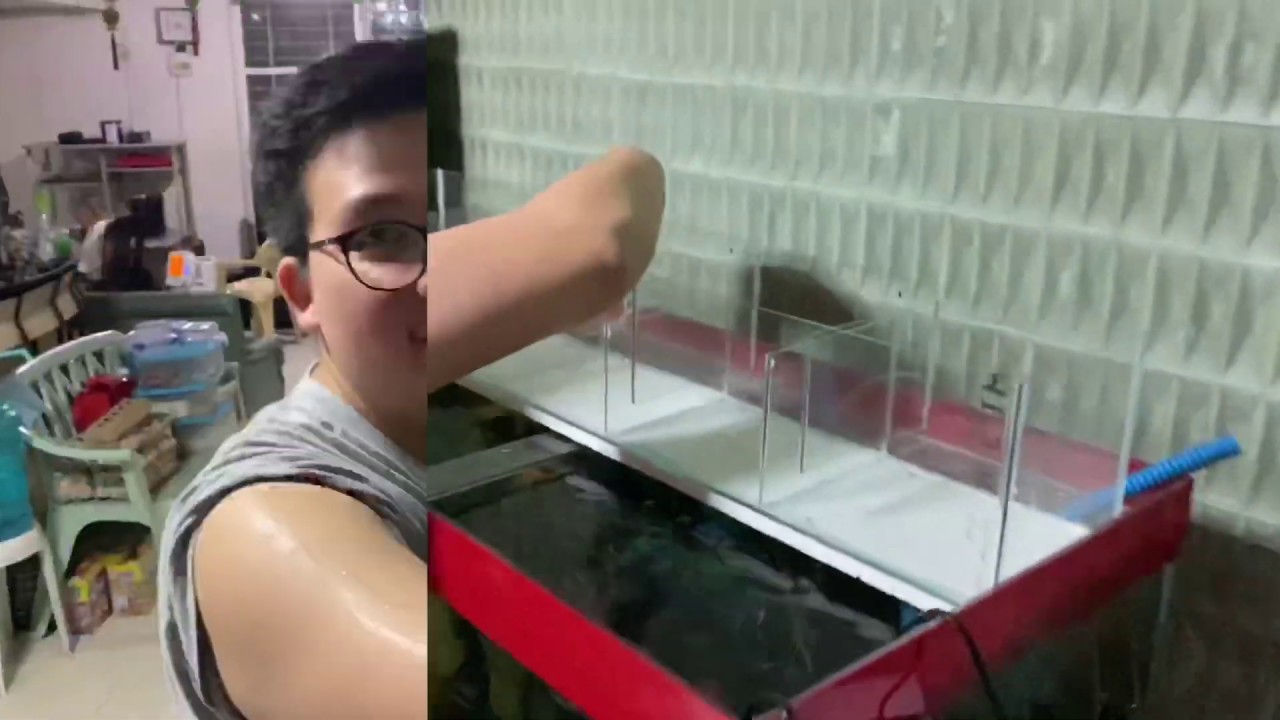 Aquarium Overhead Sump Filter for my 50 Gallon Tank - YouTube