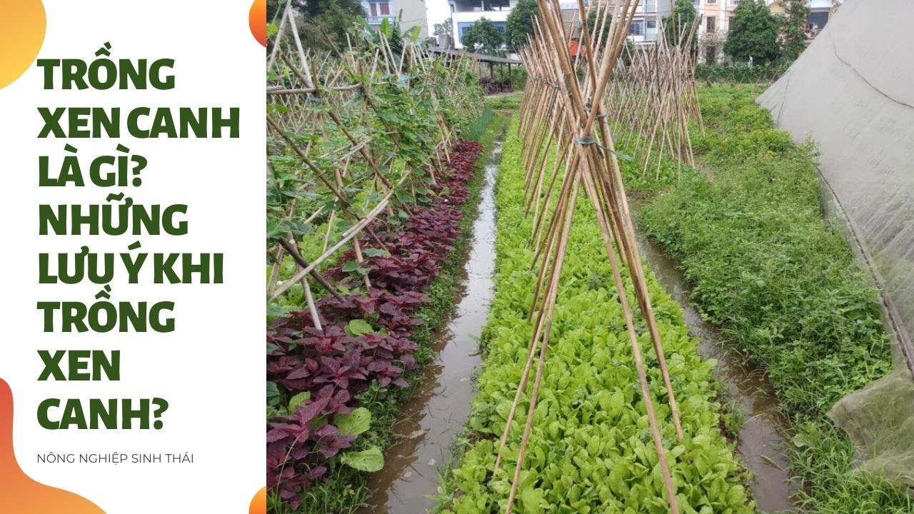 Trồng xen canh là gì và lưu ý khi trồng xen các loại rau trồng | Nông ...