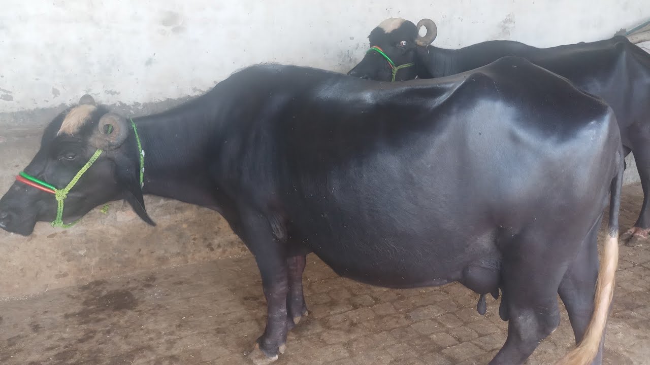 Baeutifull mix Neeli Ravi cheecha watni bufalo in village dairy Farm ...