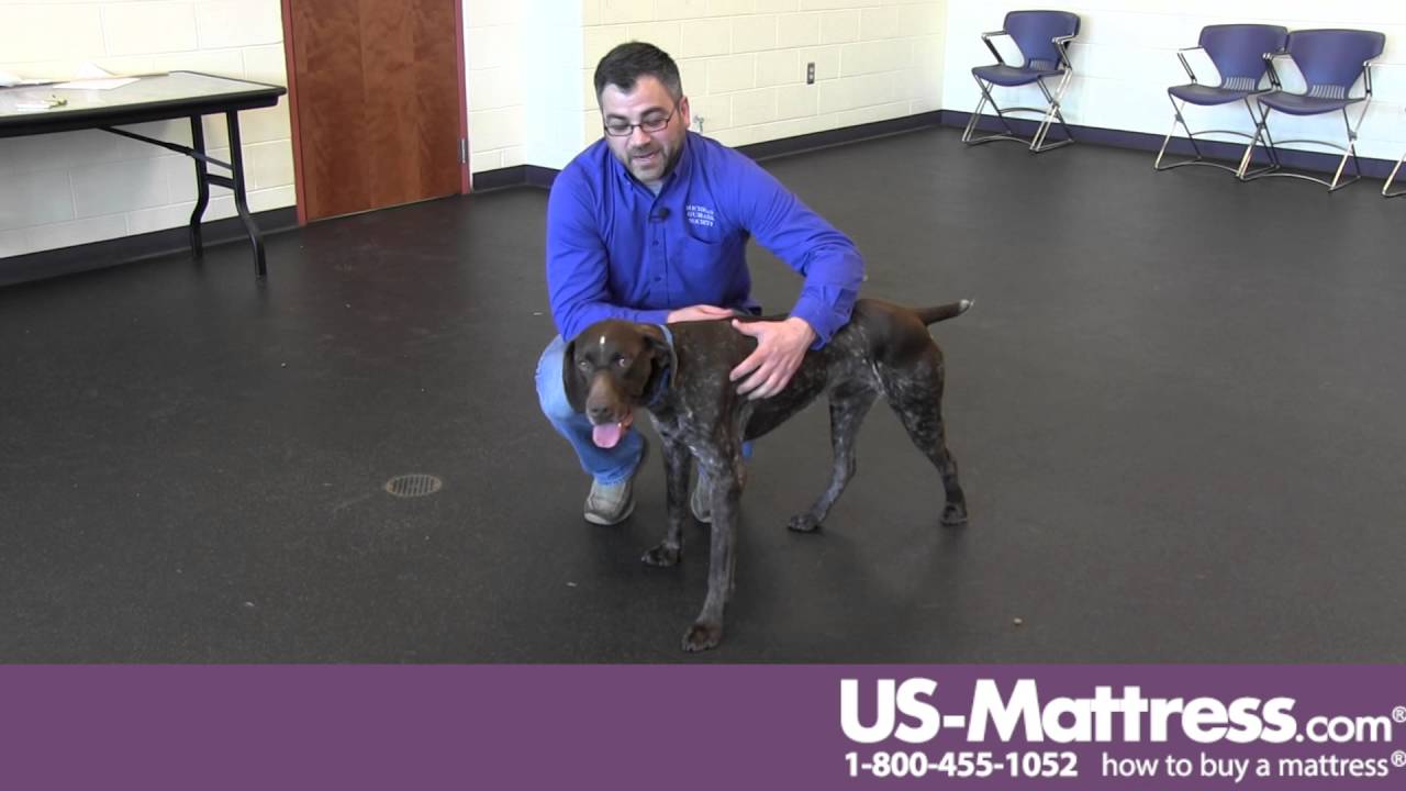 Michigan Humane Society - Hunter the German Short Hair Pointer Mix is ...