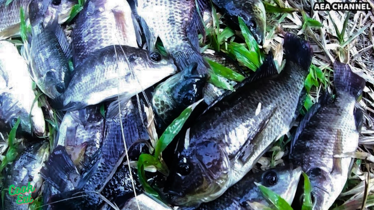 Day 6 | Hunt,cook and eat fish | Big tilapia fish more and more,The ...