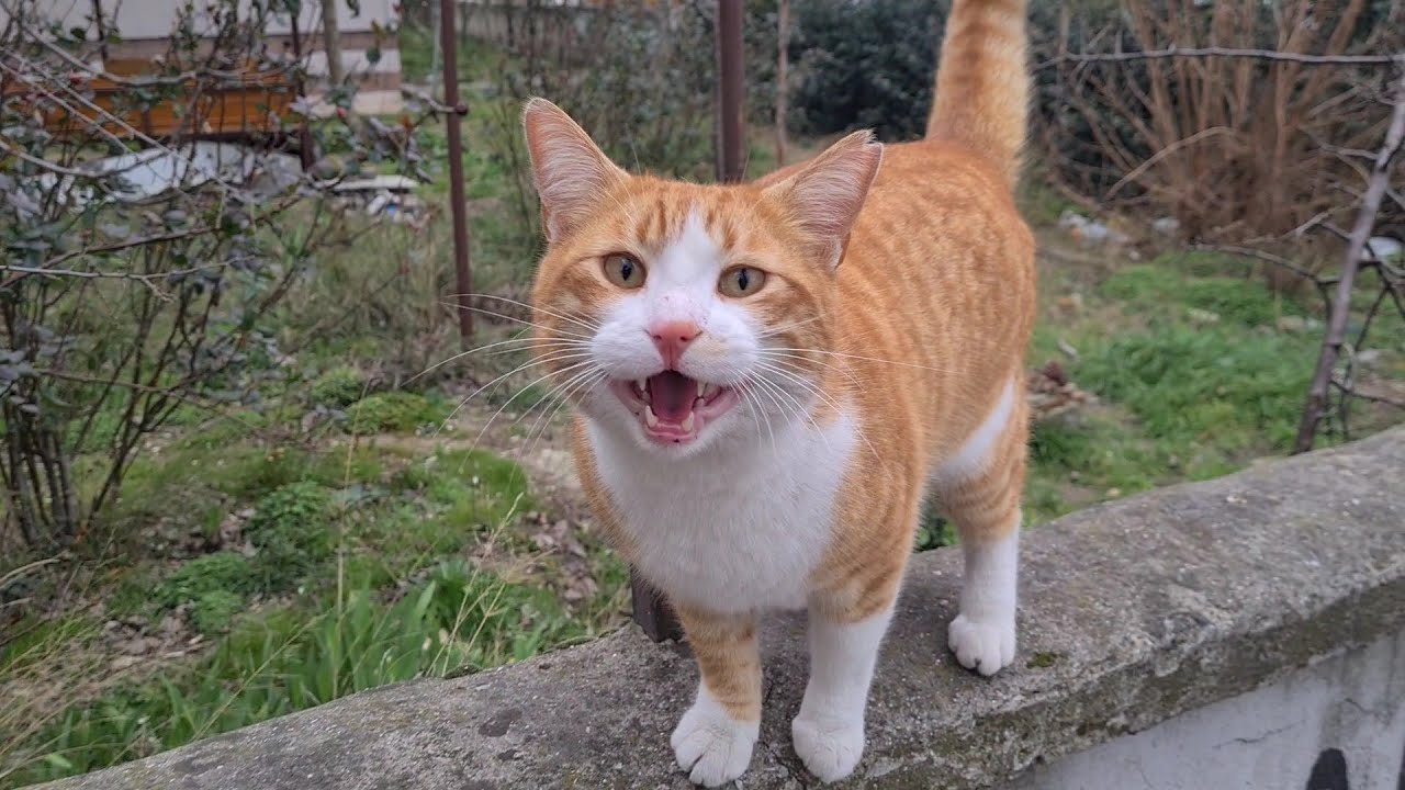 Cute Stray cats are so cute that you will want to hug and kiss them ...