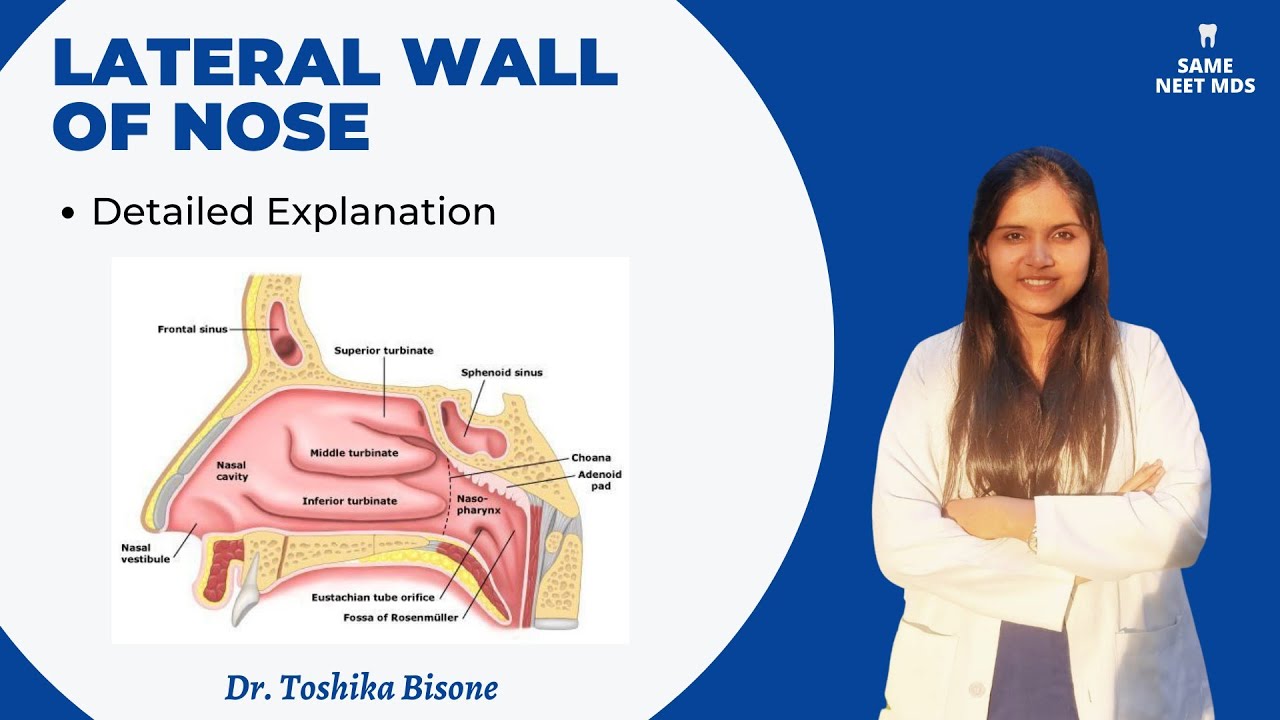 lateral wall of nose | Anatomy lectures - YouTube