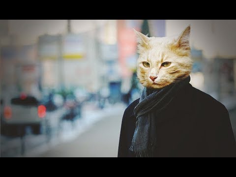 FUNNY ANiMALS - RUDE CAT - KABADAYI KEDi- ( A333-7 )