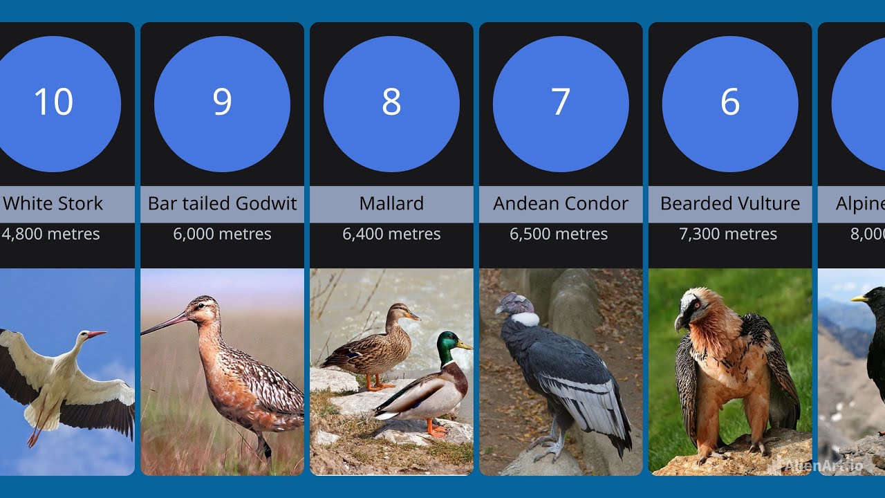 List of Birds by Flight Heights - YouTube