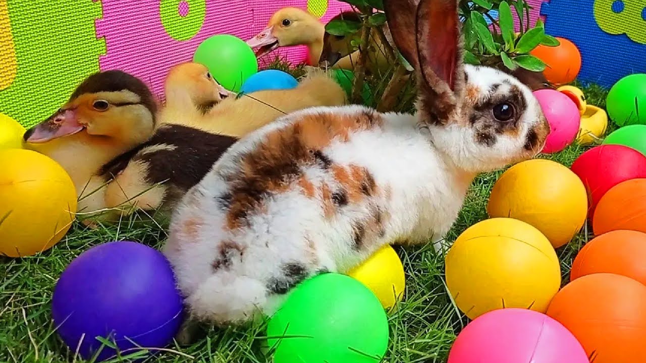 Cute ducks meets rabbit, sheep, cow, frog, animals farm - PART 19 - YouTube