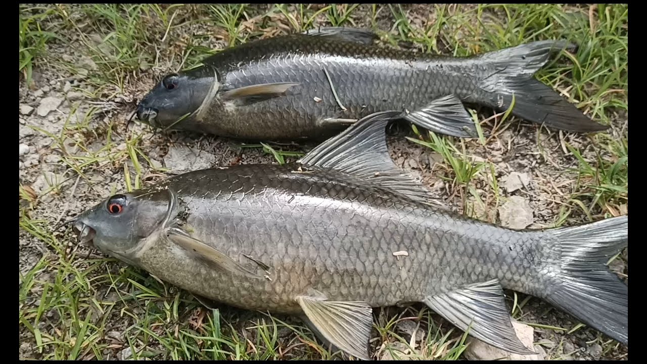 BLACK ROHU FISHING 🎣||CATCHING BLACK ROHU FISHES WITH SINGLE HOOK 🪝 ...