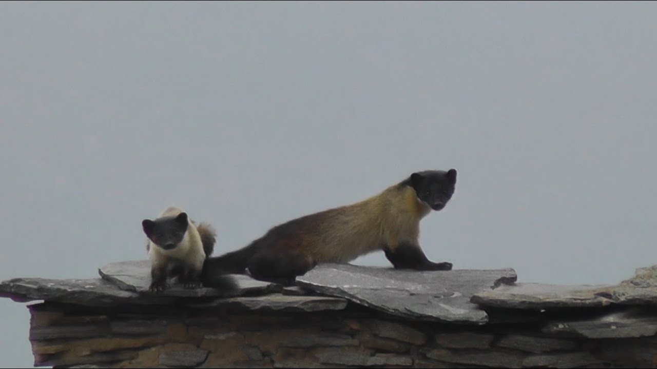 FULL HD: A TREK TO KUARI PASS VIA THE OLD CURZON TRAIL AND A VISIT TO ...