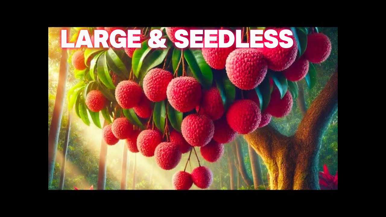 Planting Lychee Trees in My Fruit Forest | Growing Rare Tropical Fruits ...