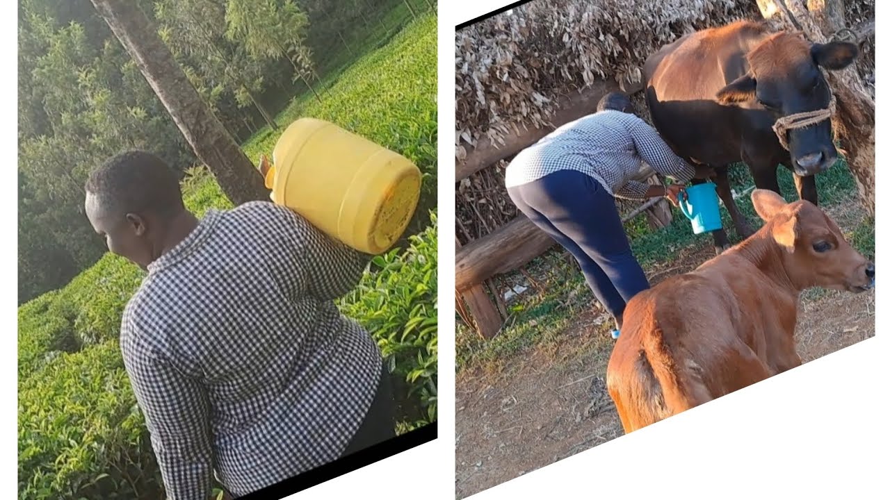 Countryside life:Fetching water from the river//Milking. - YouTube