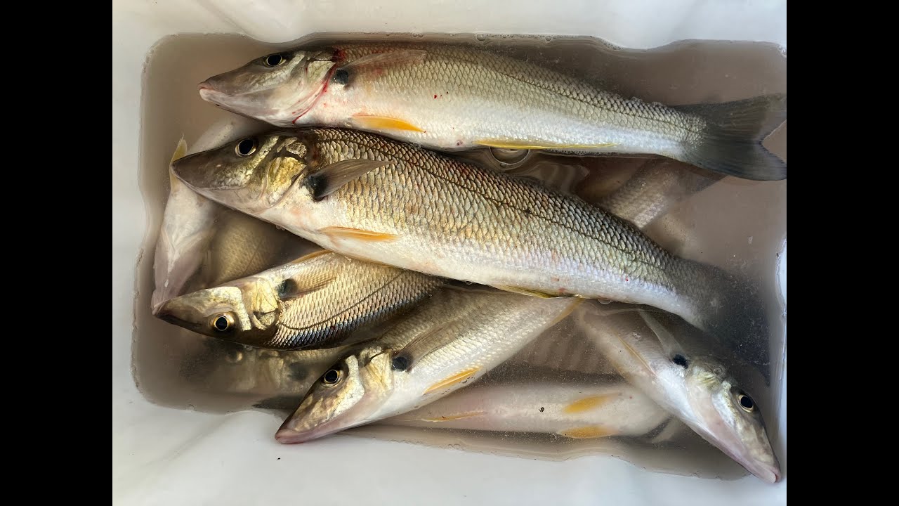 Whiting Fishing Nerang River 21st April 2023 - YouTube