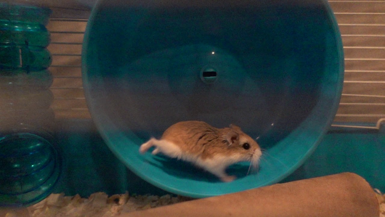 Super Sonic Hamster - until the last minute ops - YouTube