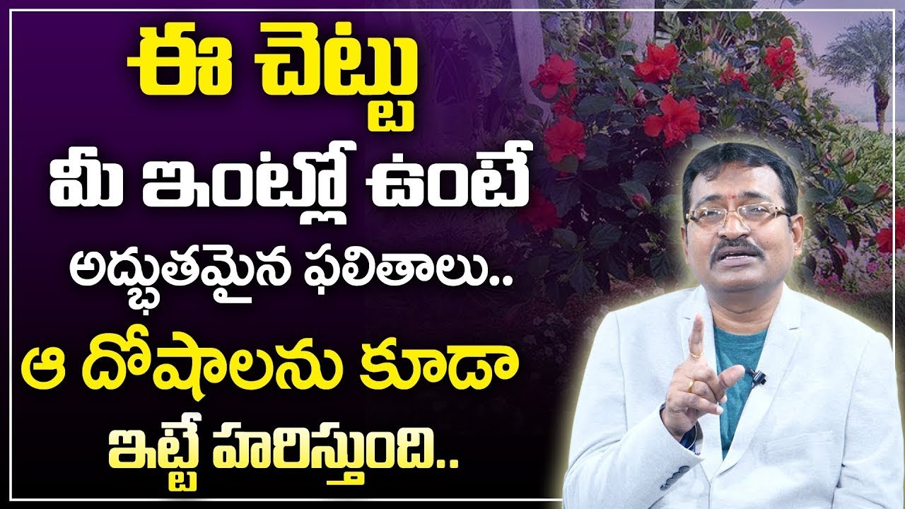 BVSS Reddy : What are the uses of hibiscus tree | Best Home Vastu Tips ...