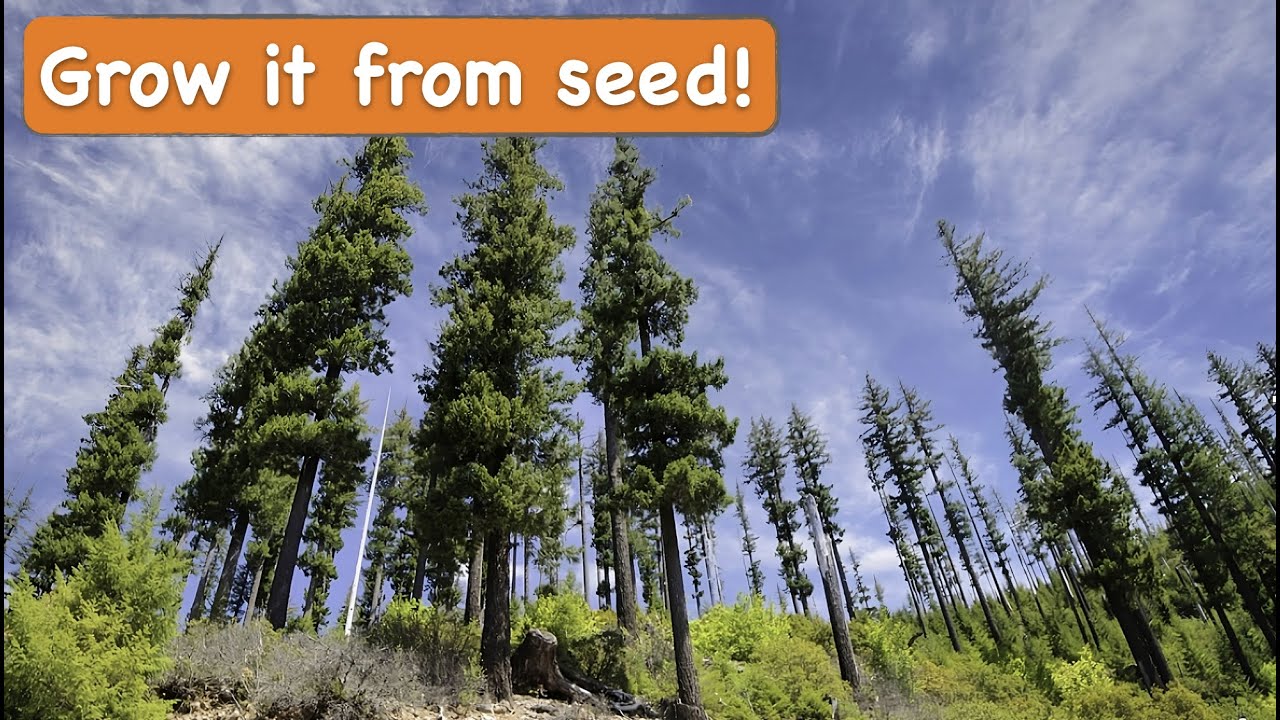 How to Grow a Douglas Fir Tree from Seed [Christmas Trees from Seed ...