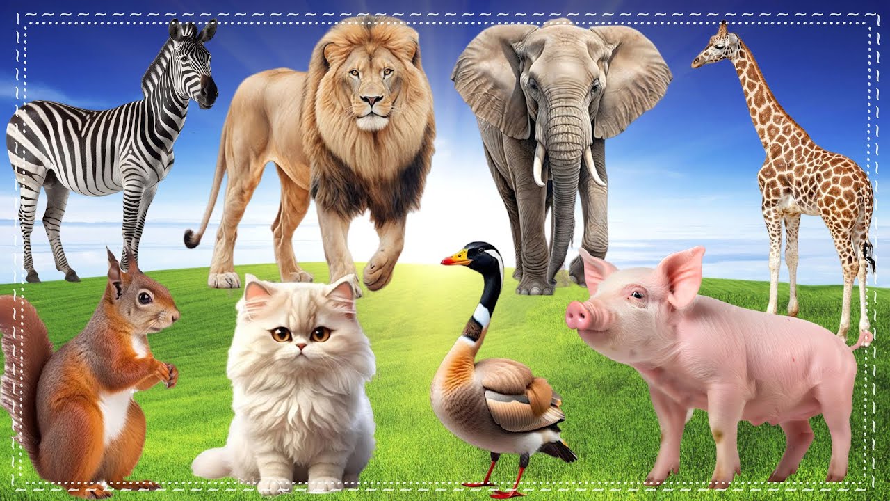 A Fun and Adorable Animal Video: Giraffe, Horse, Dog, Squirrel, Bird ...