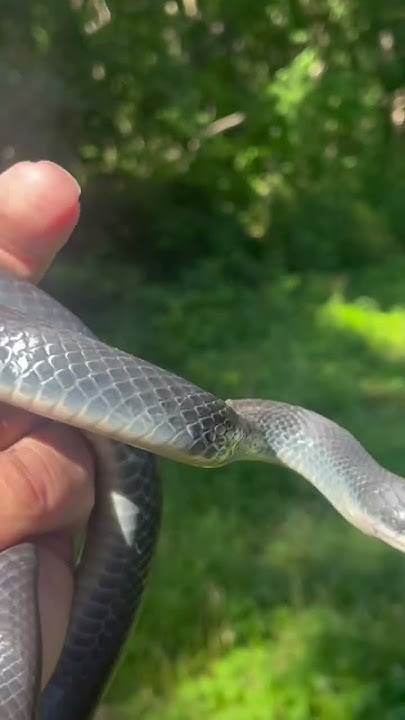 Blue racer or yellow belly racer? - YouTube