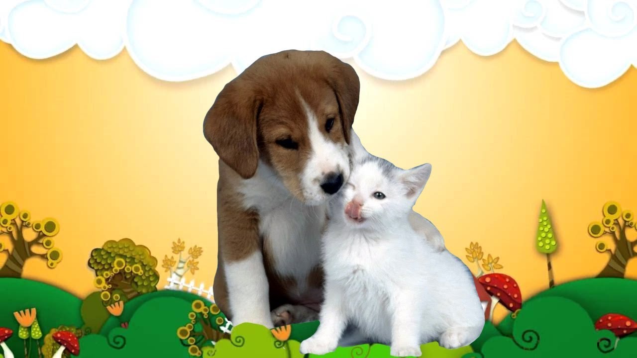 Cute baby animals Videos Compilation NEW - YouTube