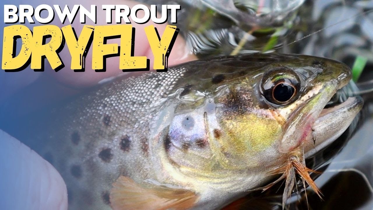 Early Season Brown Trout on the Dry Fly! - YouTube