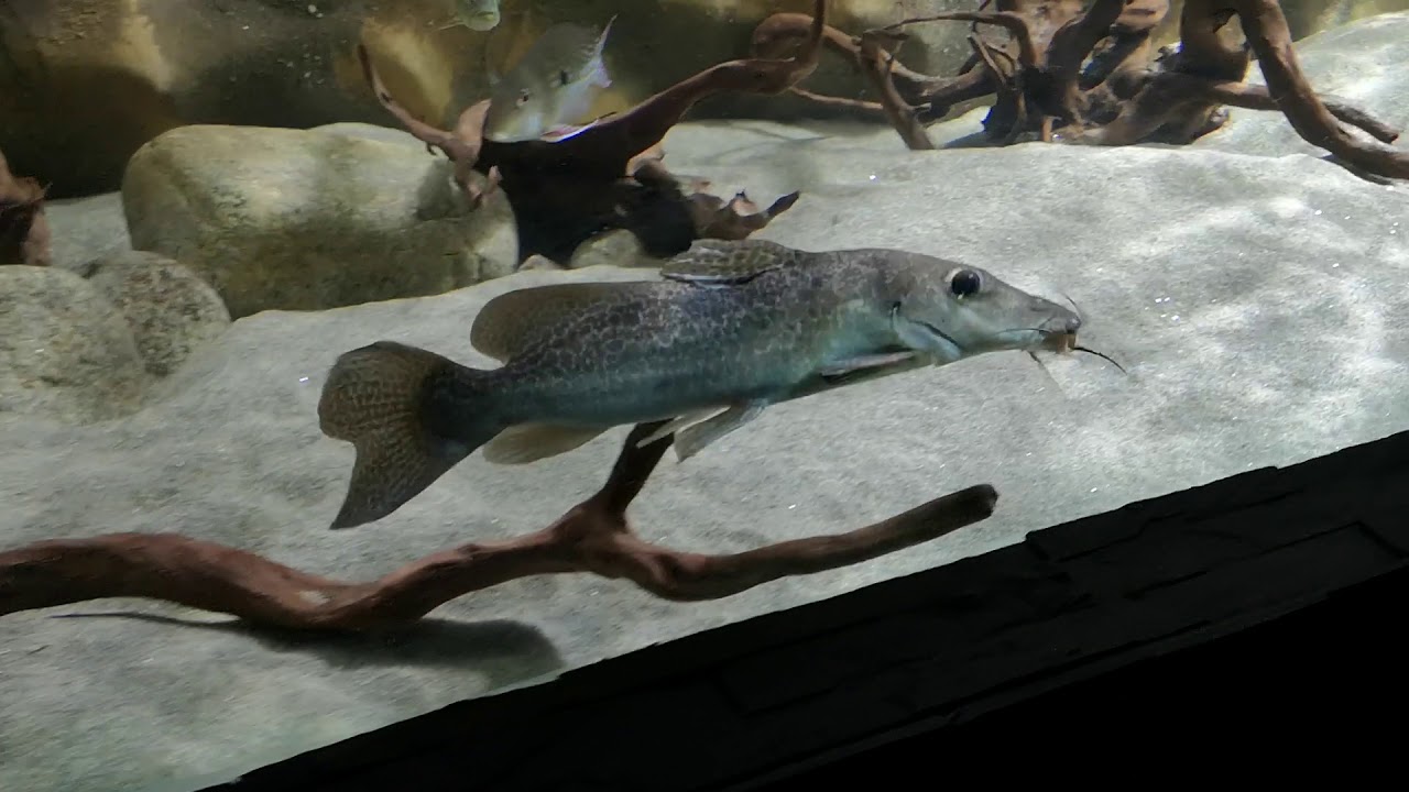Giraffe catfish showing up - YouTube