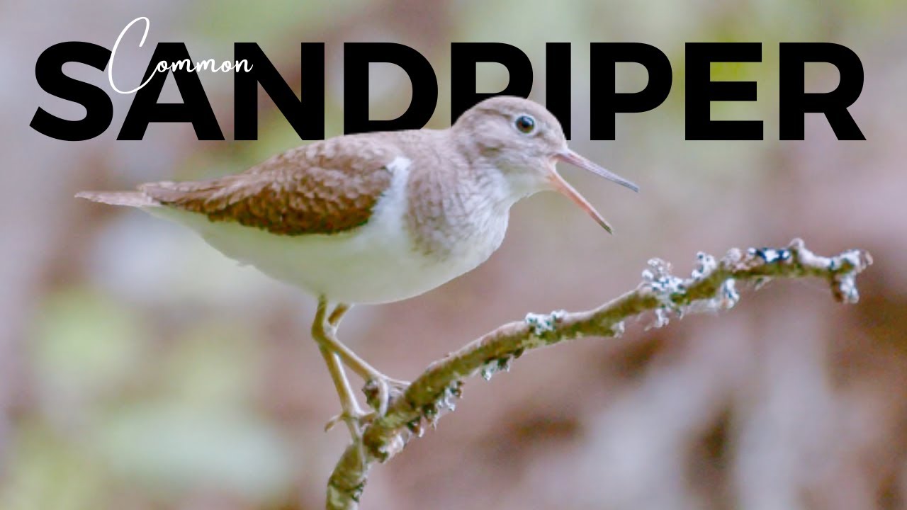 Discover the beauty of the Common Sandpiper: Listen to its early summer ...