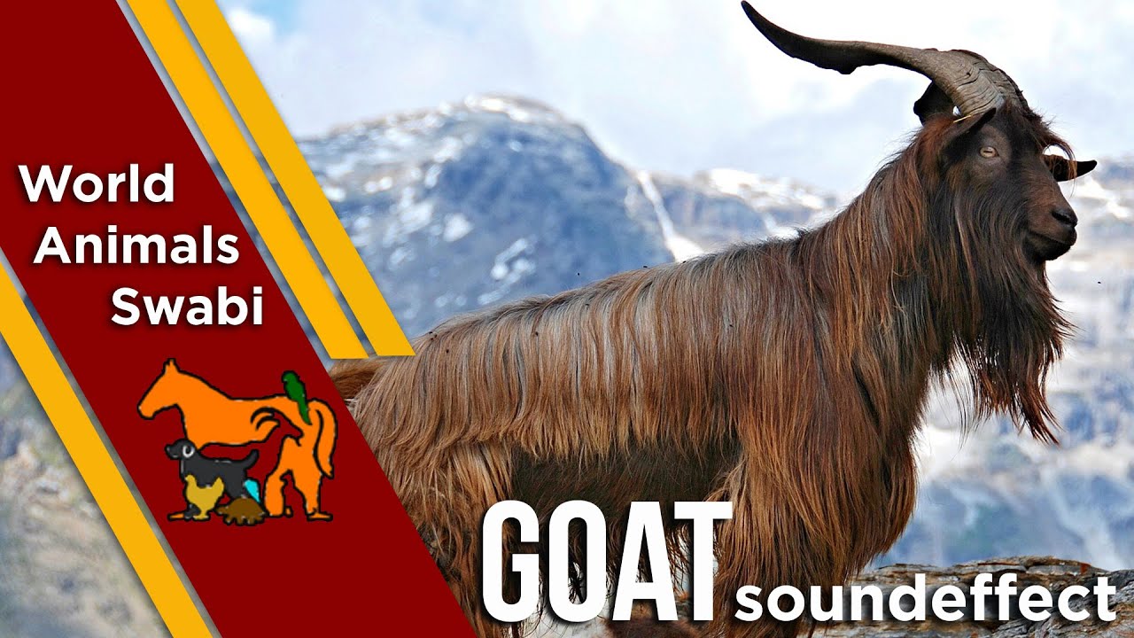 Goat Animals sound effect most funny goat video world animals swabi # ...