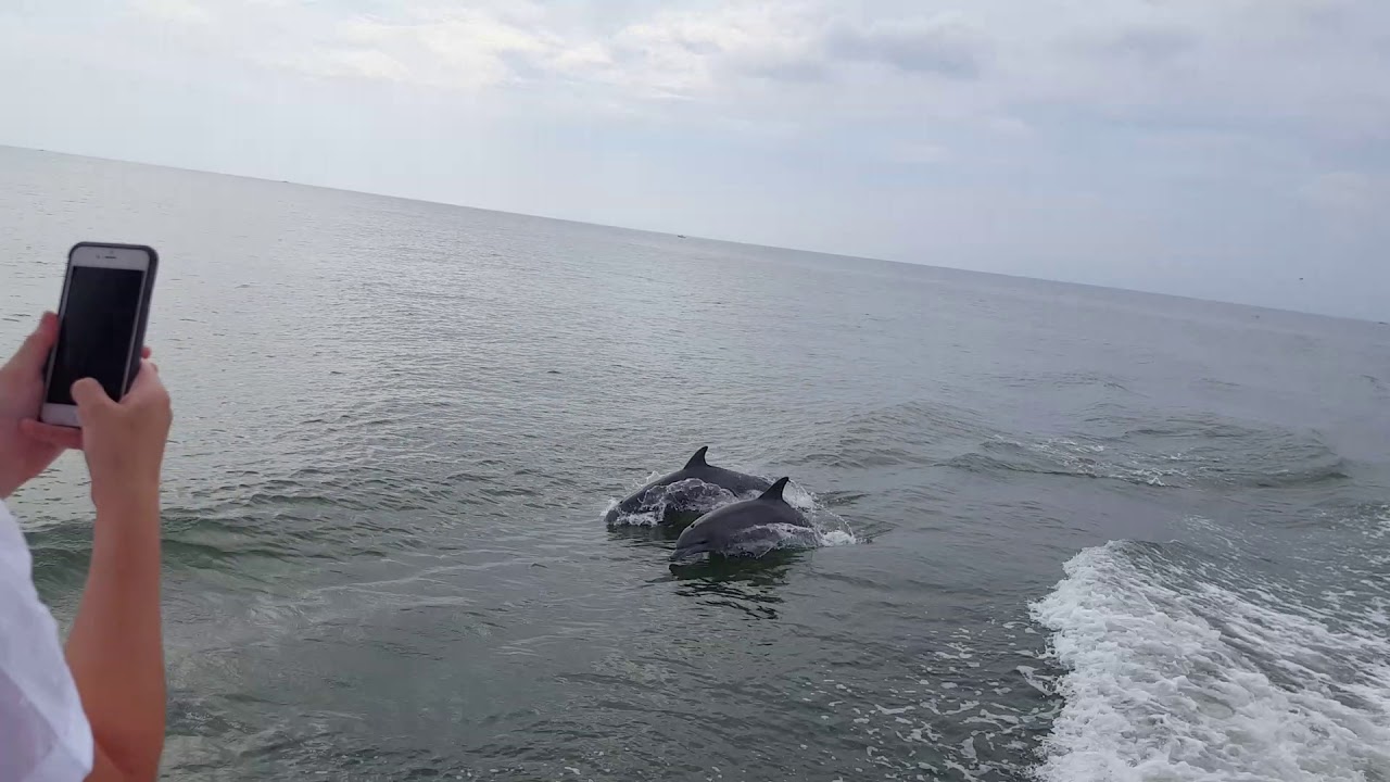 Dolphins wake riding! - YouTube