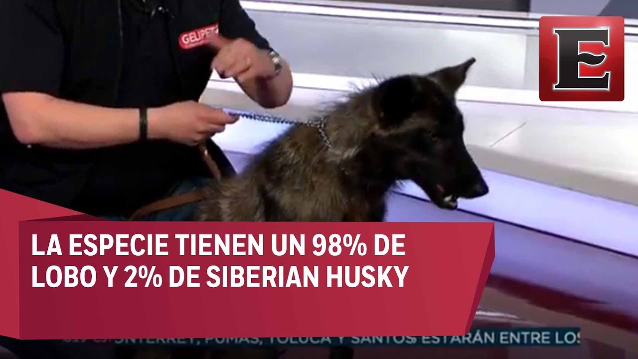 Animal...Es: Lobo Híbrido Canadiense - YouTube