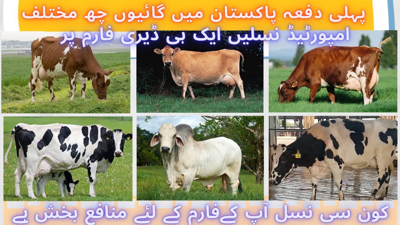 First time in Pakistan, six different Exotic Cows on a single dairy ...