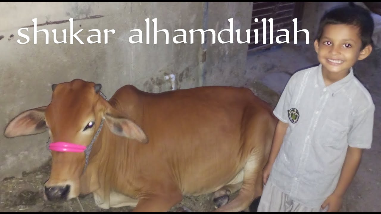 Daily vlog / Rana Dabeer Ahmed/🥰🥰🥰👍👍👍🐄🐄🐄🐄 - YouTube