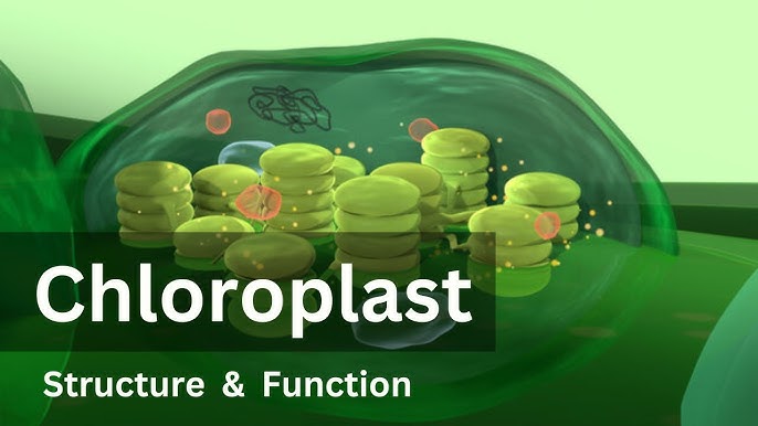 Chloroplast Structure And Function Masteringbiology