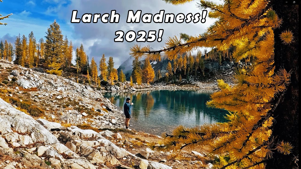 Larch Madness in Washington! 2025 - North Cascades - PNW #washington # ...