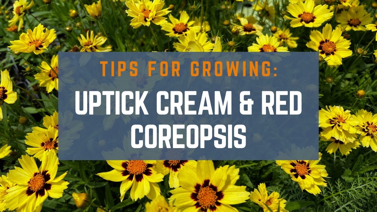 How to Grow Uptick Cream and Red Coreopsis (Tickseed) - YouTube