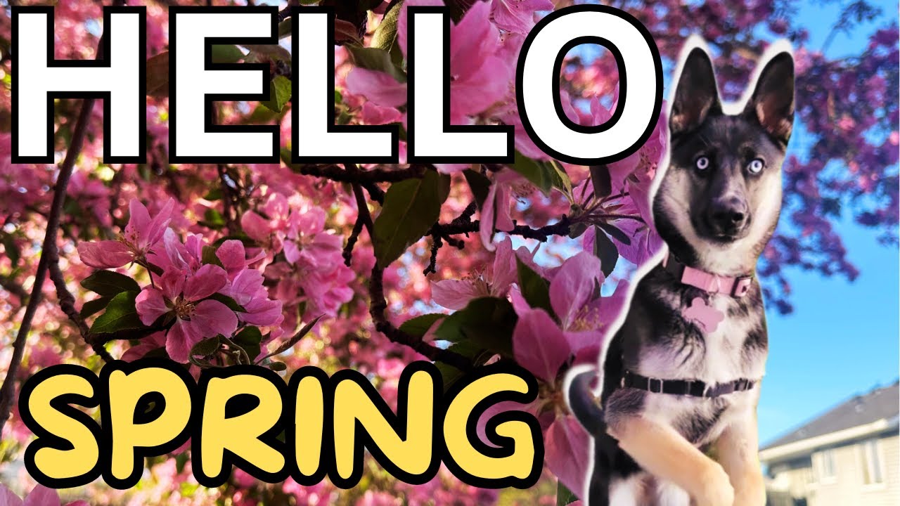 I'VE MISSED YOU SPRING! The BEST SEASON! - YouTube