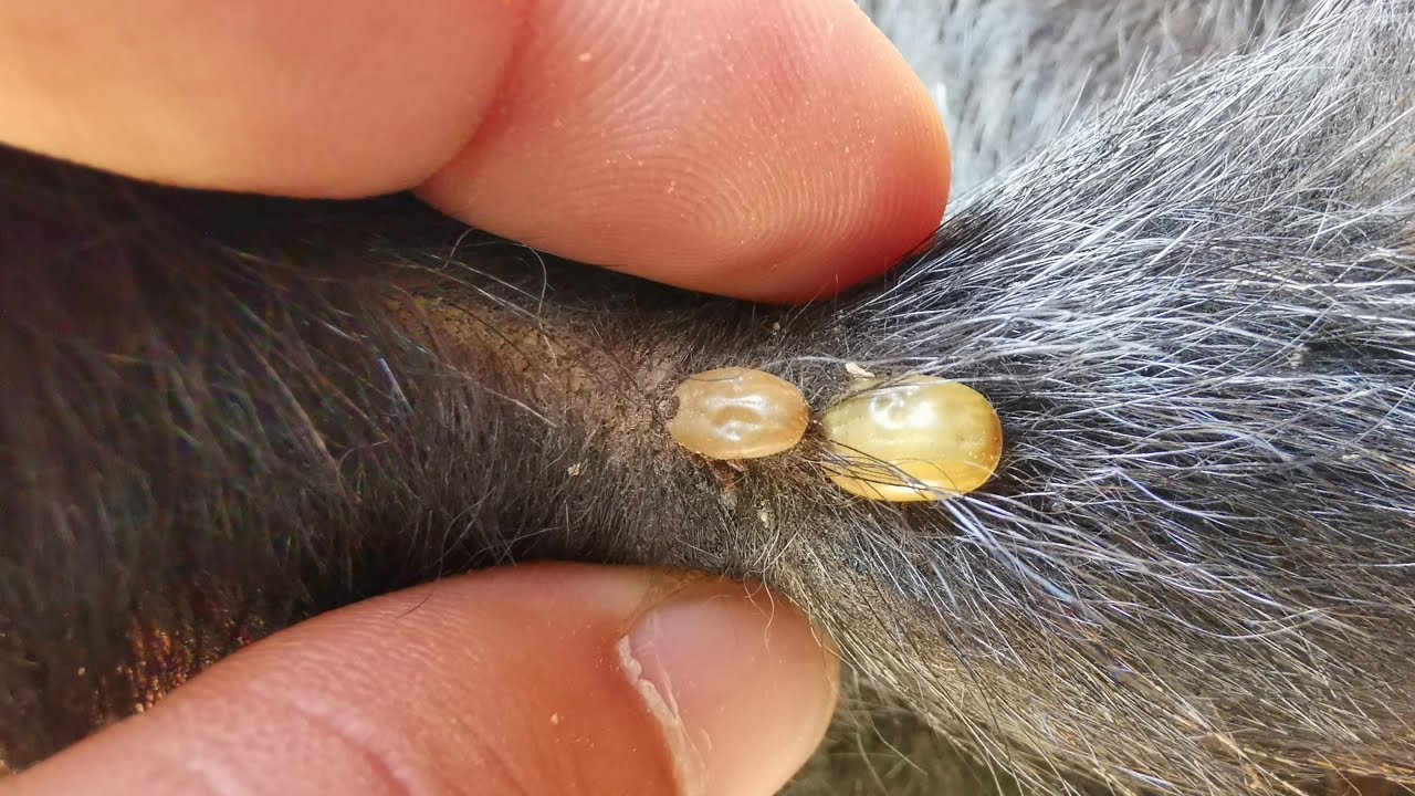 Saving Paw From Ticks Bitten - Big Ticks Removing From Black Dog In ...