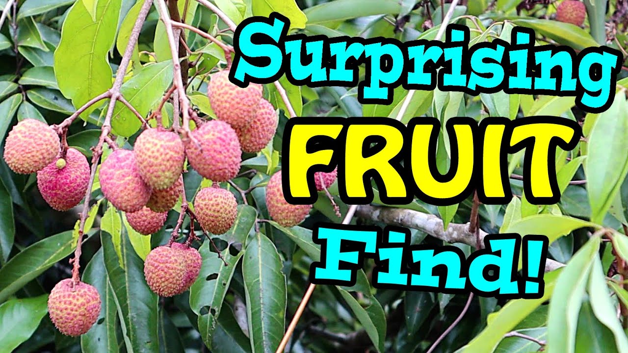 Madagascar Lychee - Weird Fruit Explorer Ep. 369 - YouTube