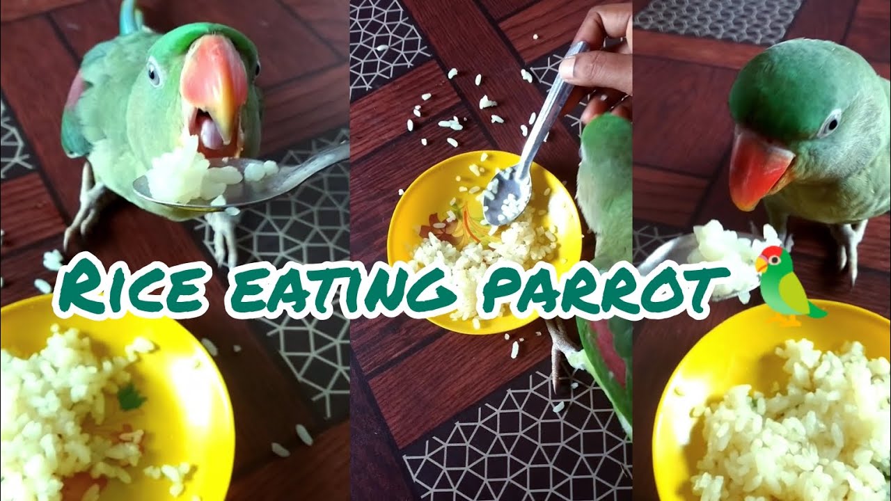 eating rice 🍚🌾 parrot talking 😁#eating - YouTube