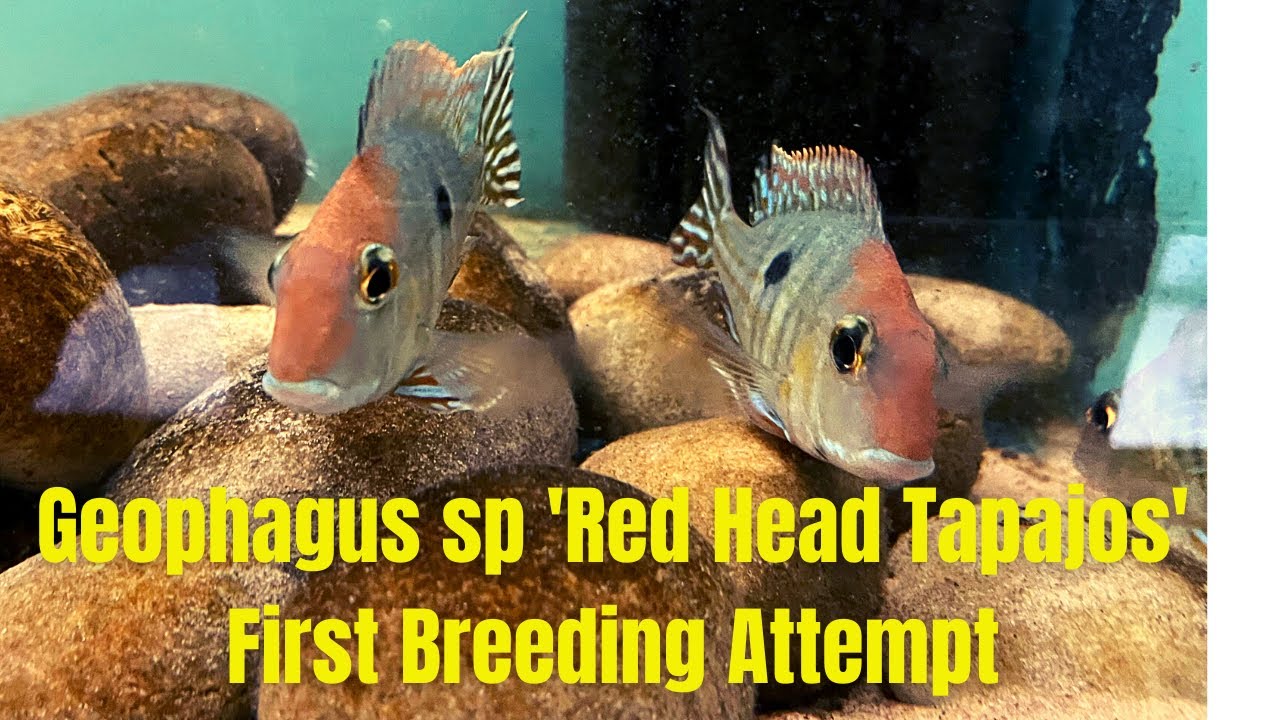 Geophagus sp 'Red Head Tapajos' First Spawn Attempt - YouTube