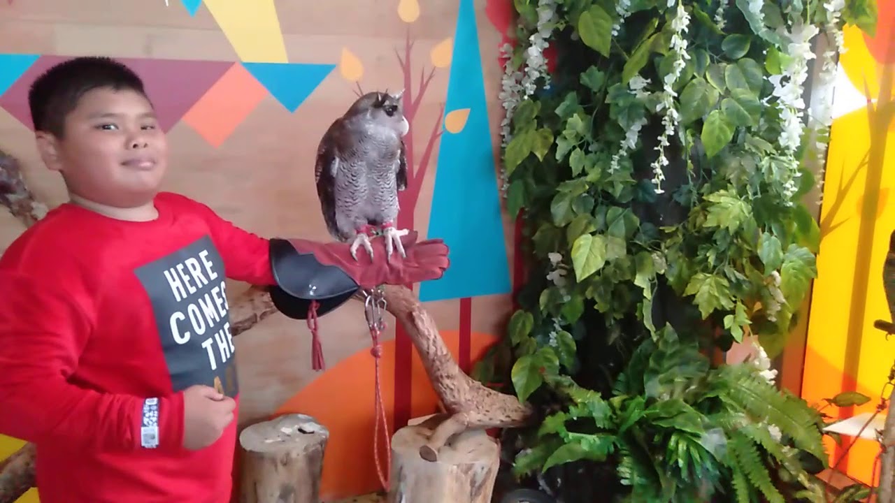 Barn owl cafe(4) - YouTube