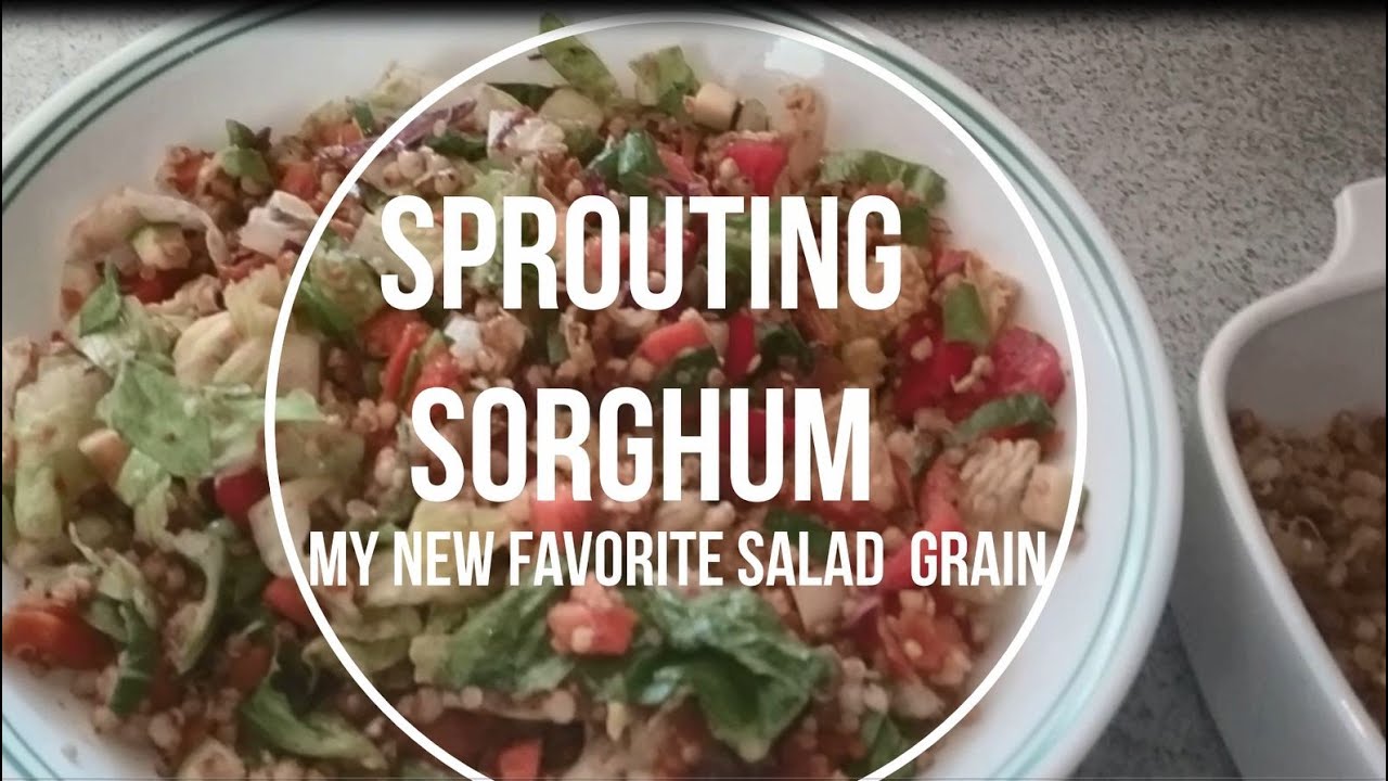 Sprouting Sorghum Grain - YouTube