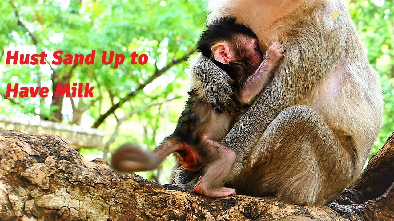 Look SUPER! Just Born Almost Three Days, Newborn Baby Stands Up On Tree ...