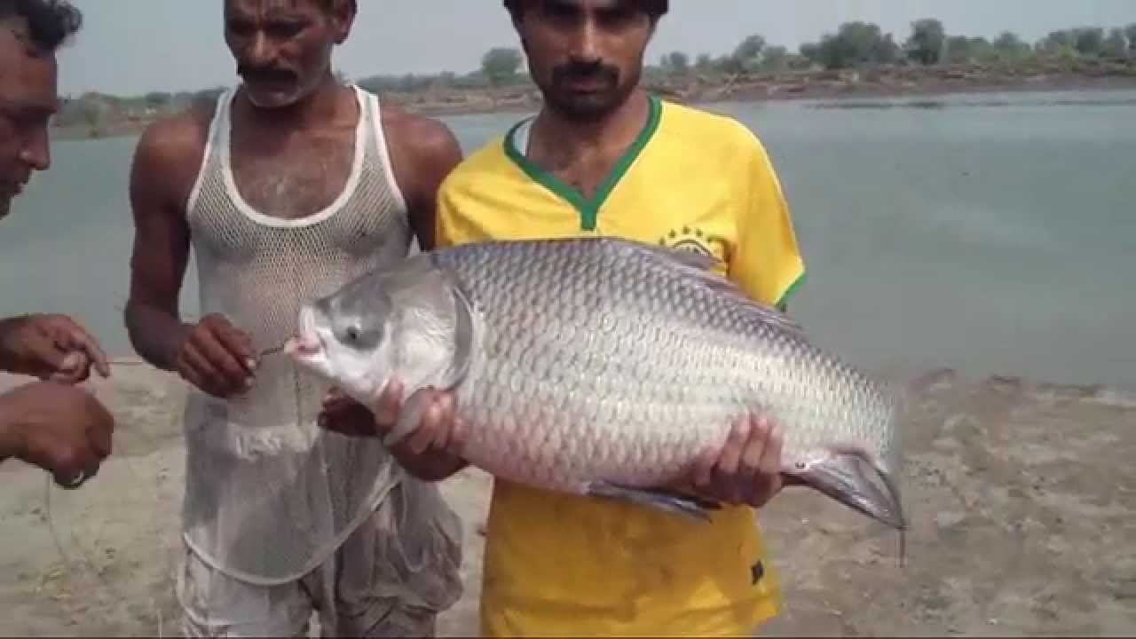 Fishing In Pakistan By Khan Group With Malik Tahir 1 - YouTube