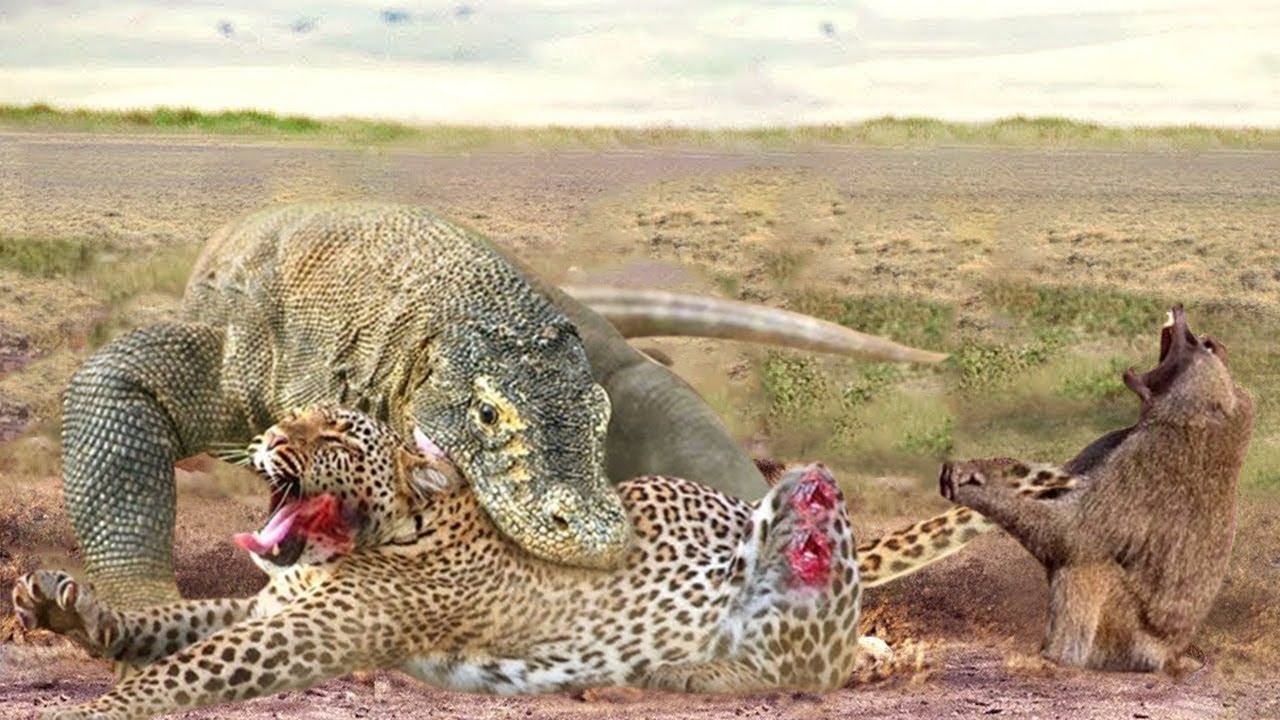 The Komodo Dragon Uses Fighting Tactics To Escape The Dangerous Hunter ...