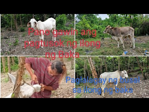 Pagtusok ng ilong ng Baka |Paglalagay ng Busal sa ilong ng baka. Ang ...